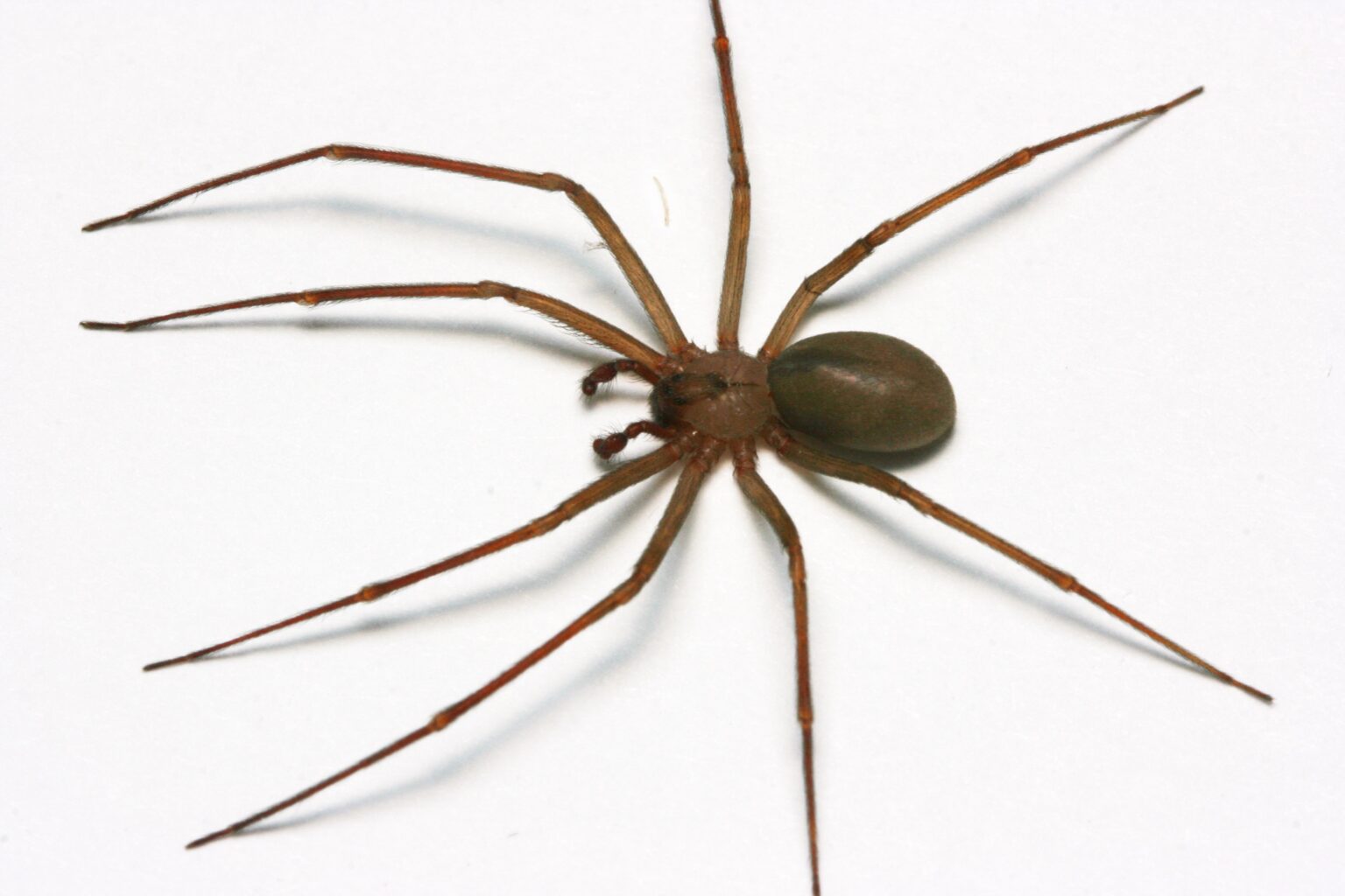 8 Most Common House Spiders (Updated 2023)