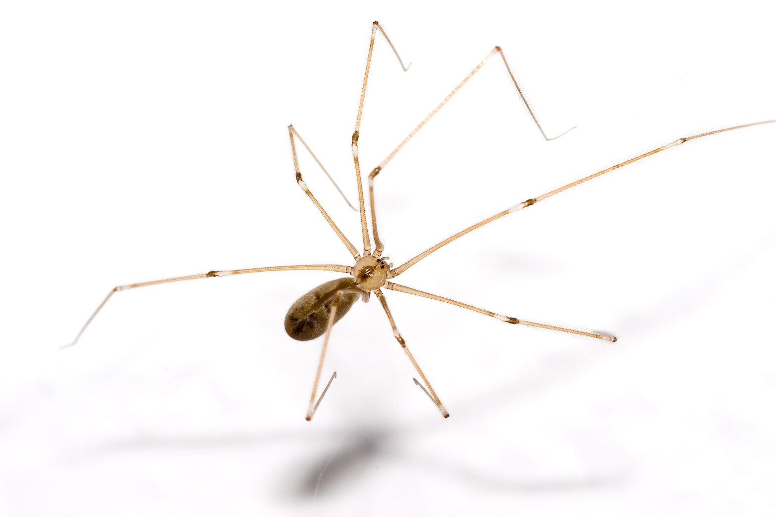 8 Most Common House Spiders (Updated 2023)