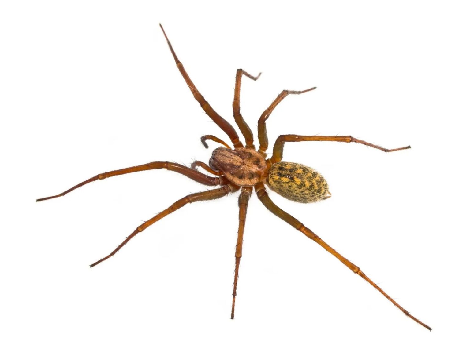 8 Most Common House Spiders (Updated 2023)