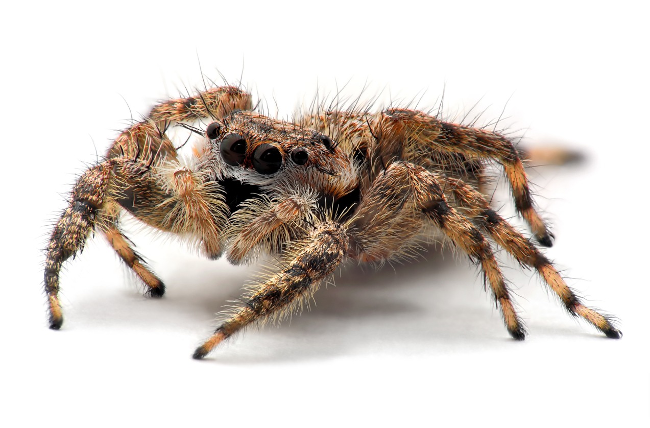 8 Most Common House Spiders (Updated 2023)