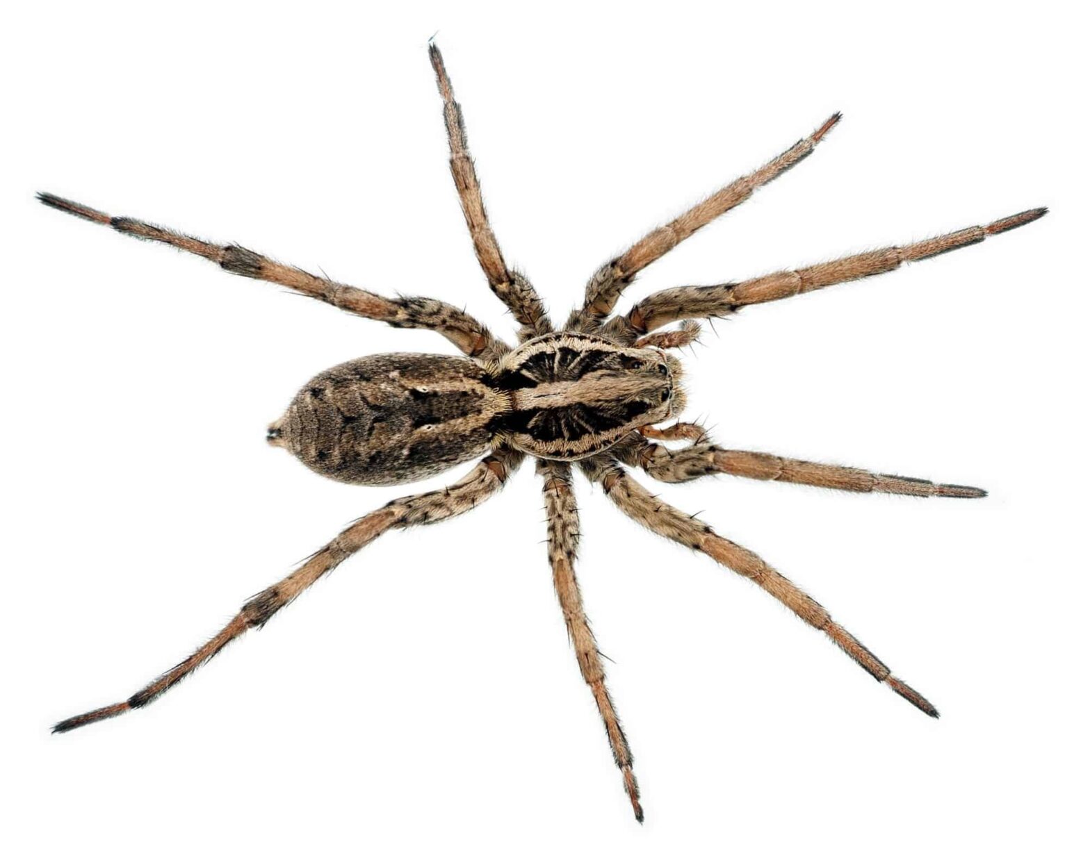 8 Most Common House Spiders (Updated 2023)