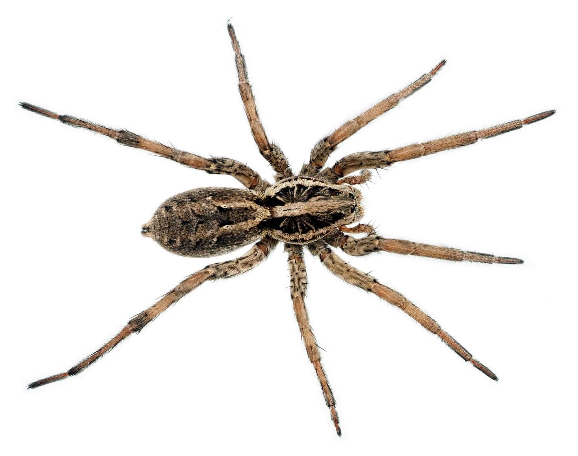 8 Most Common House Spiders (Updated 2024)