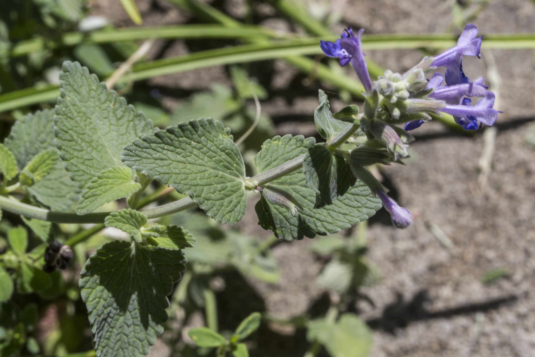 12 Plants That Repel Cockroaches (They Hate Them)